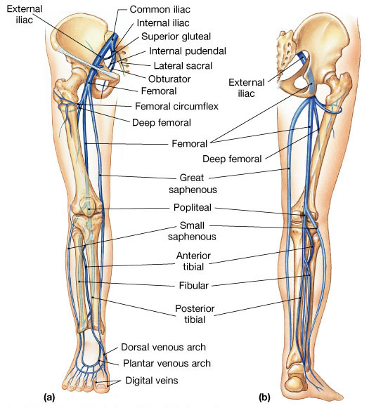 Venous Drainage Of The Lower Extremity Anatomy Medbullets Step 1